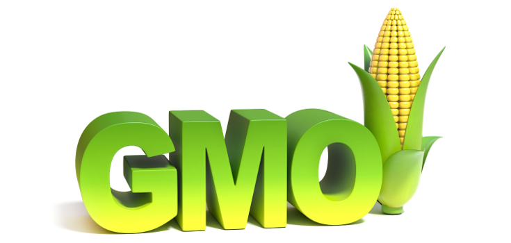 Mengenal lebih dekat mengenai Organisme hasil Rekayasa Genetika (GMO ...
